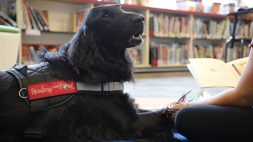 Paw-sitive Reinforcement - Seattle Public Schools