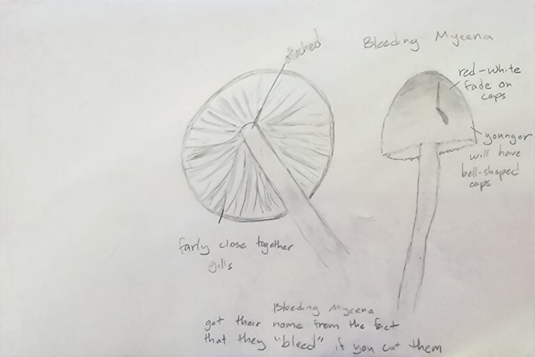 Middle School Art - Seattle Public Schools