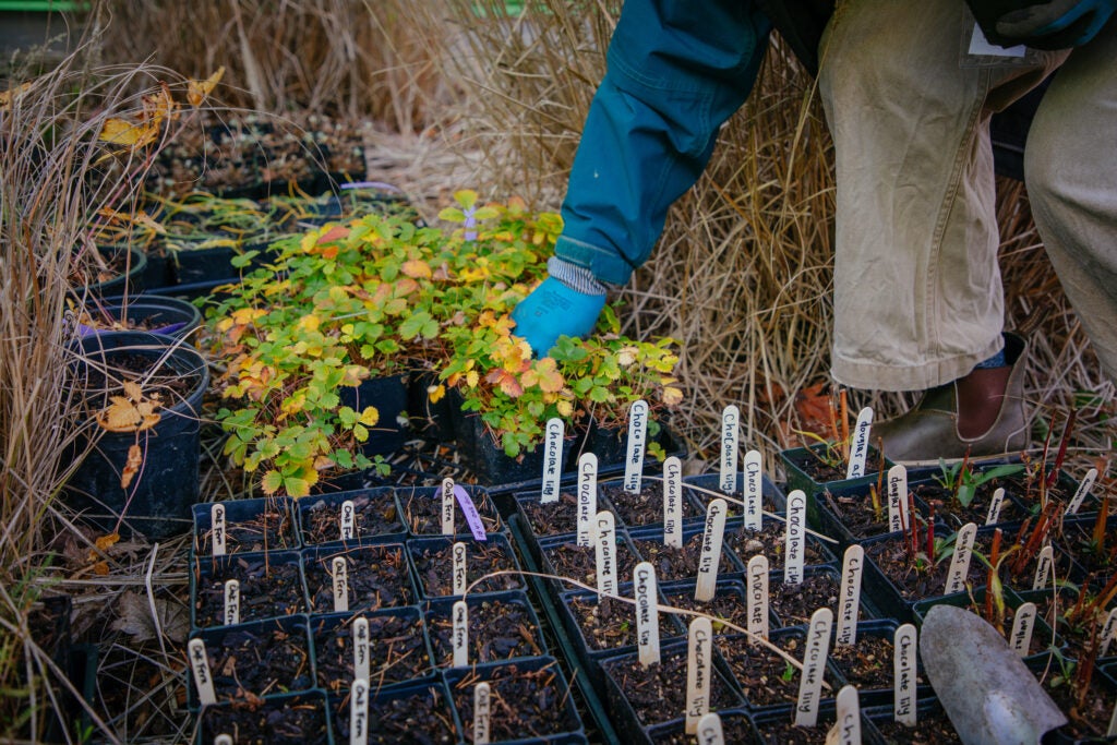 First Mini Forest at Robert Eagle Staff - Seattle Public Schools